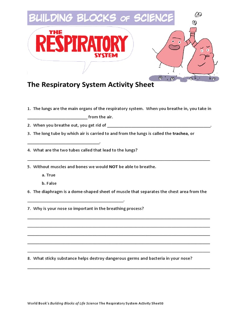 The Respiratory System Activity Sheet | PDF | Breathing | Respiratory ...