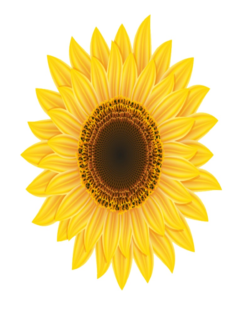 Sunflower PDF | PDF