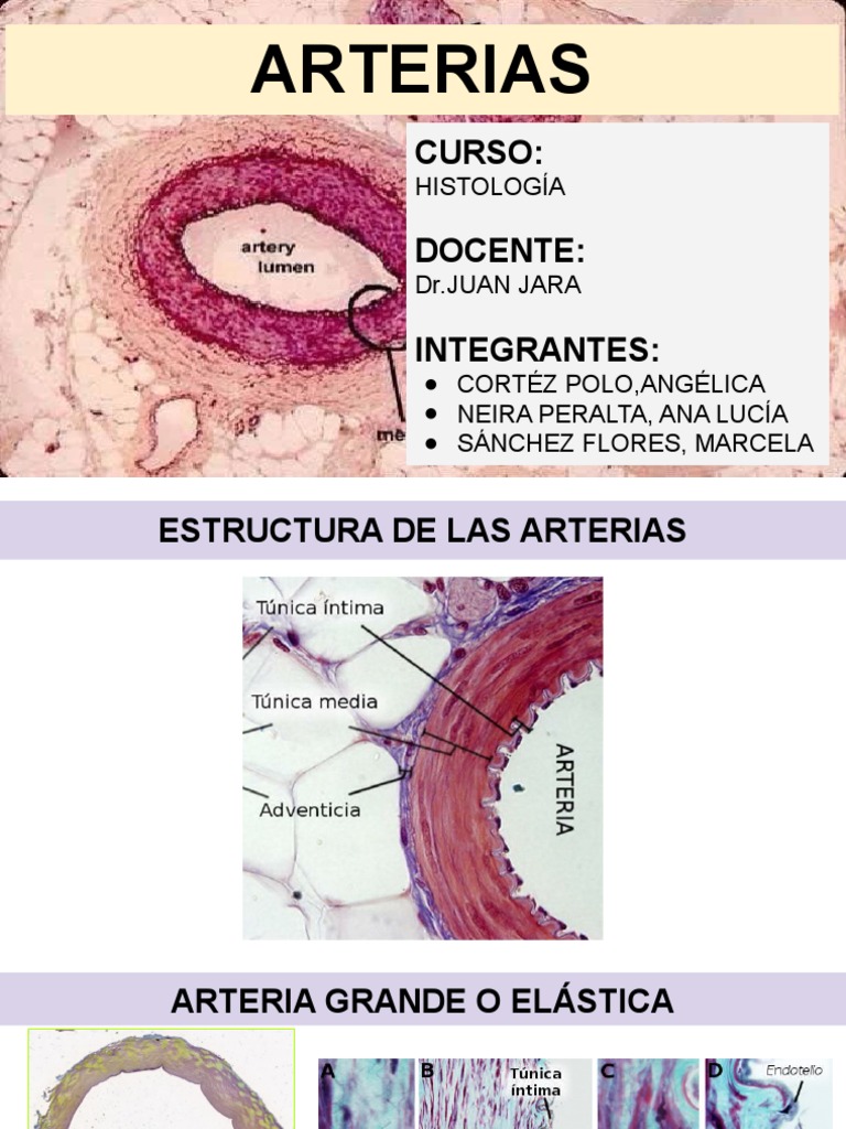Estructura y tipos de arterias histología | PDF | Ciencia y matemáticas