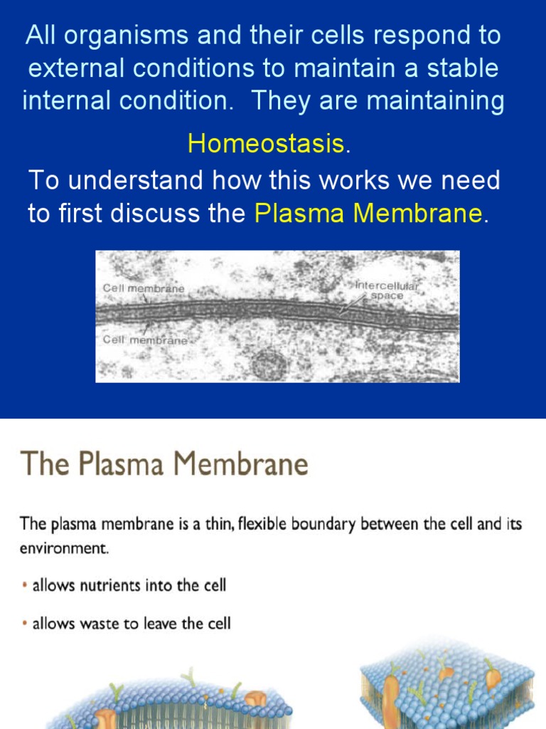 All Organisms and Their Cells Respond To External Conditions To ...