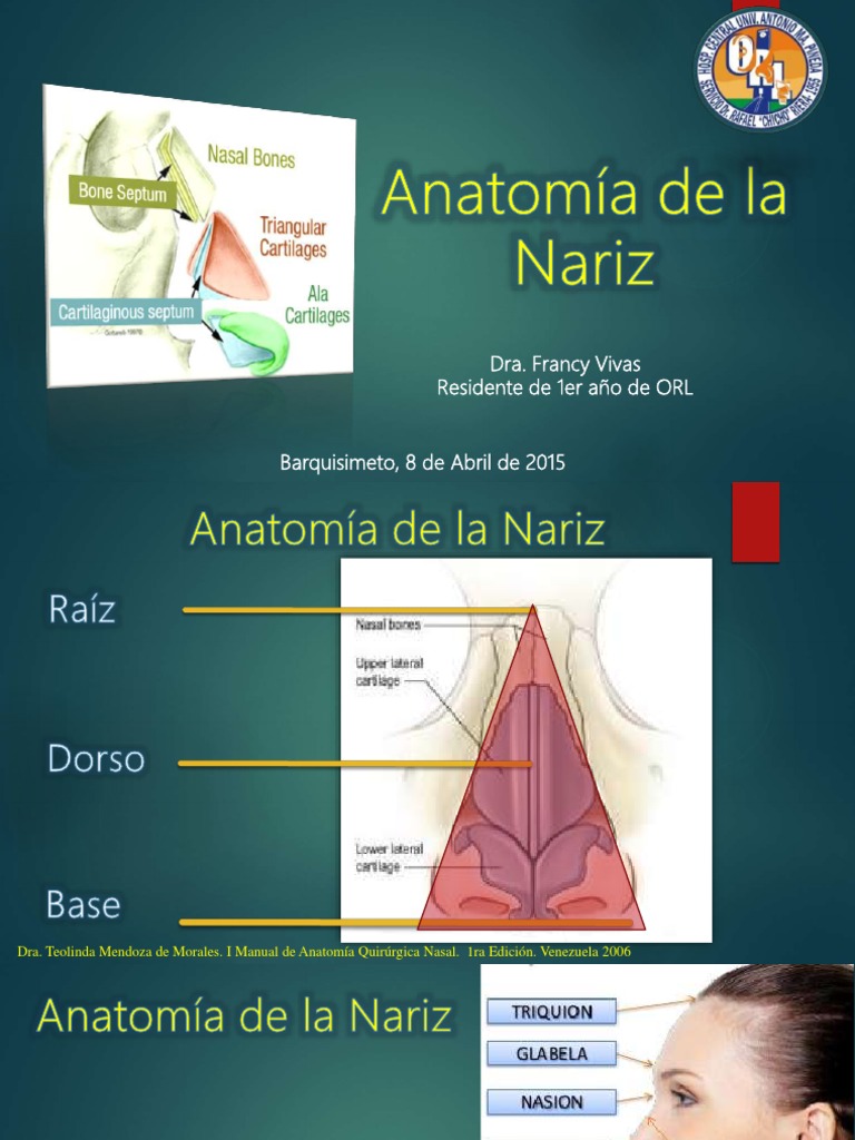 Anatomía Quirúrgica de la Nariz | PDF | Rasgos faciales | Anatomía