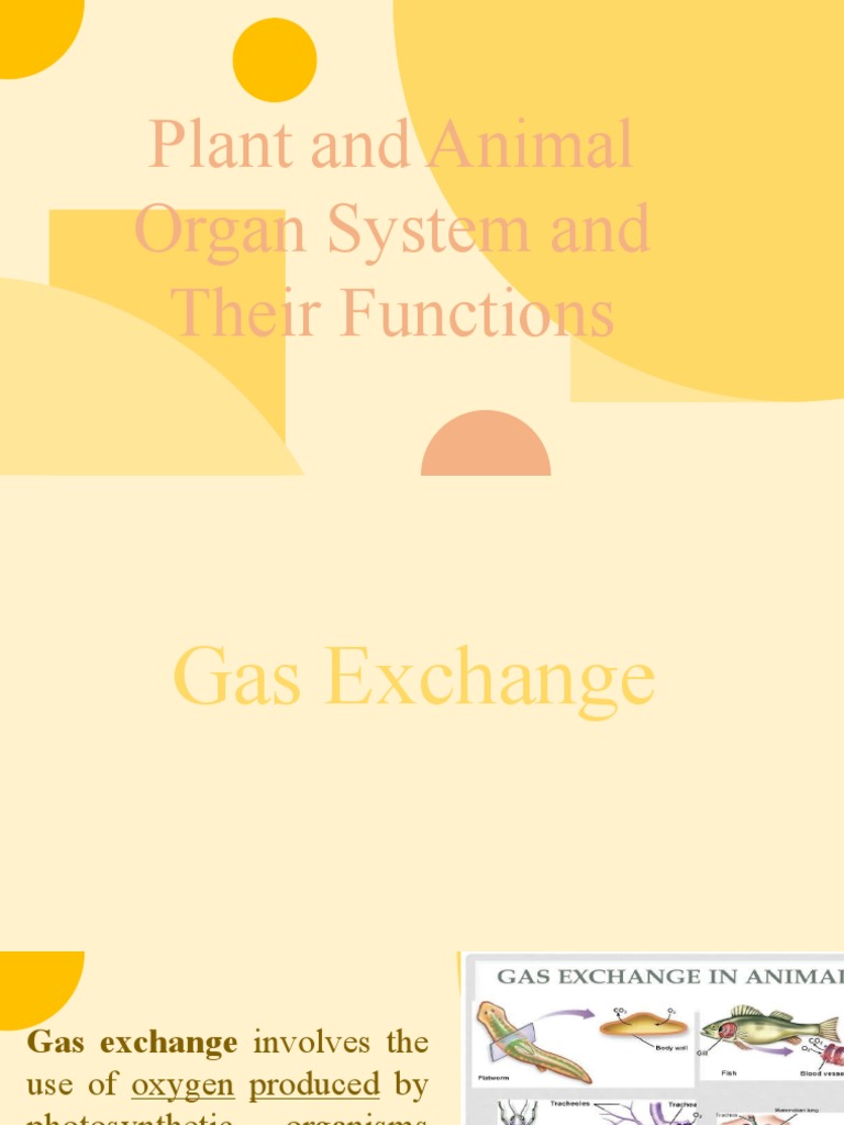 Plant and Animal Organ System and Their Functions | PDF | Endocrine ...