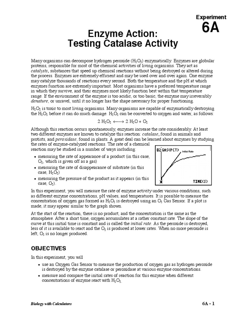 Enzyme Action: Testing Catalase Activity: Experiment | PDF