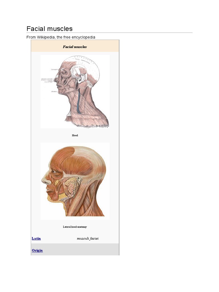 Facial Muscles: From Wikipedia, The Free Encyclopedia | PDF | Facial ...