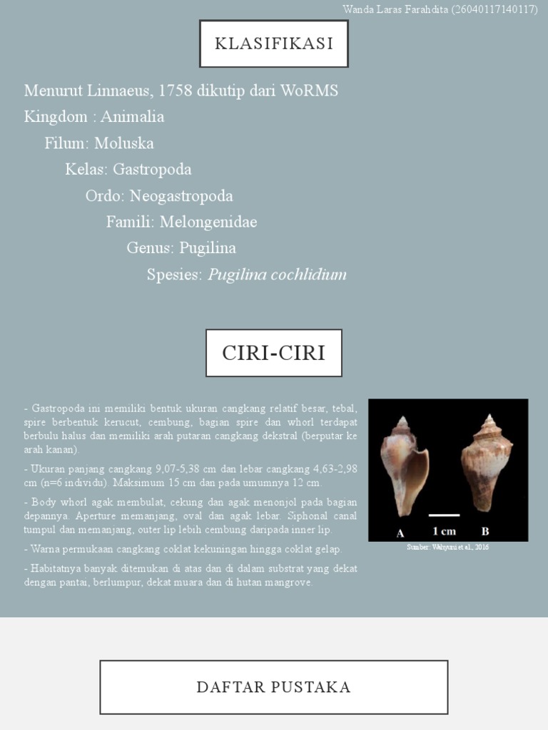 Ciri2 Dan Klasifikasi Gastropoda | PDF