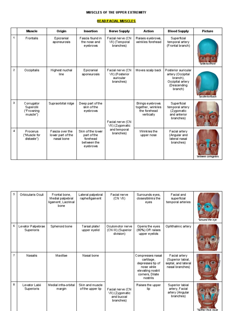 Upper Ex Muscles | PDF | Arm | Shoulder