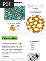 Metamería o Segmentación | PDF | Science | Zoología