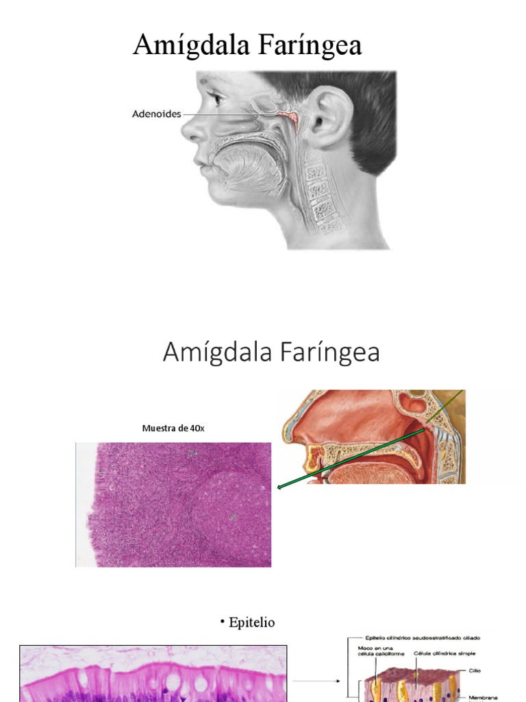 Anatomía de Amígdalas y Tejidos | PDF
