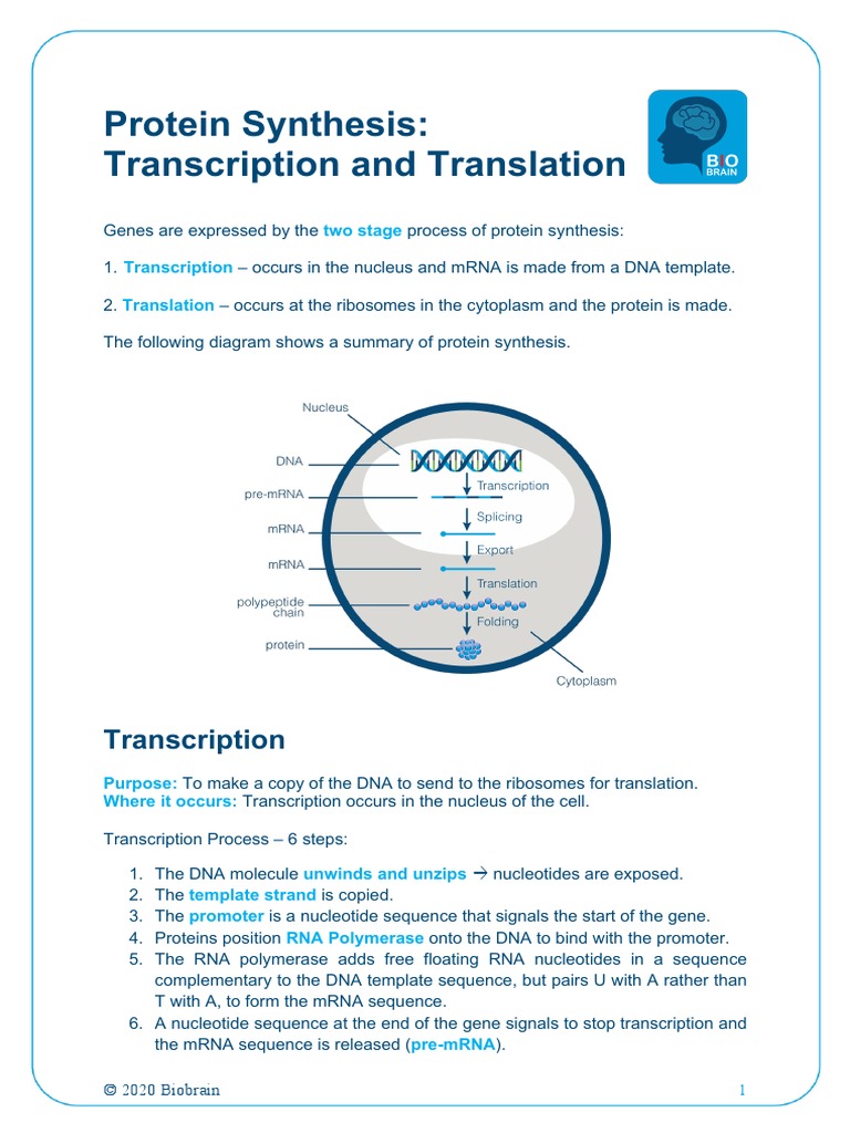 Protein Synthesis Transcription and Translation Distance Learning ...