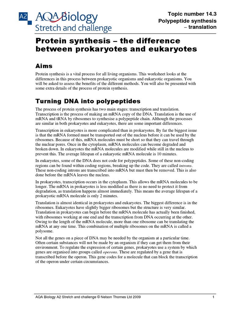 Protein Synthesis - Activity Sheet PDF | PDF | Messenger Rna ...