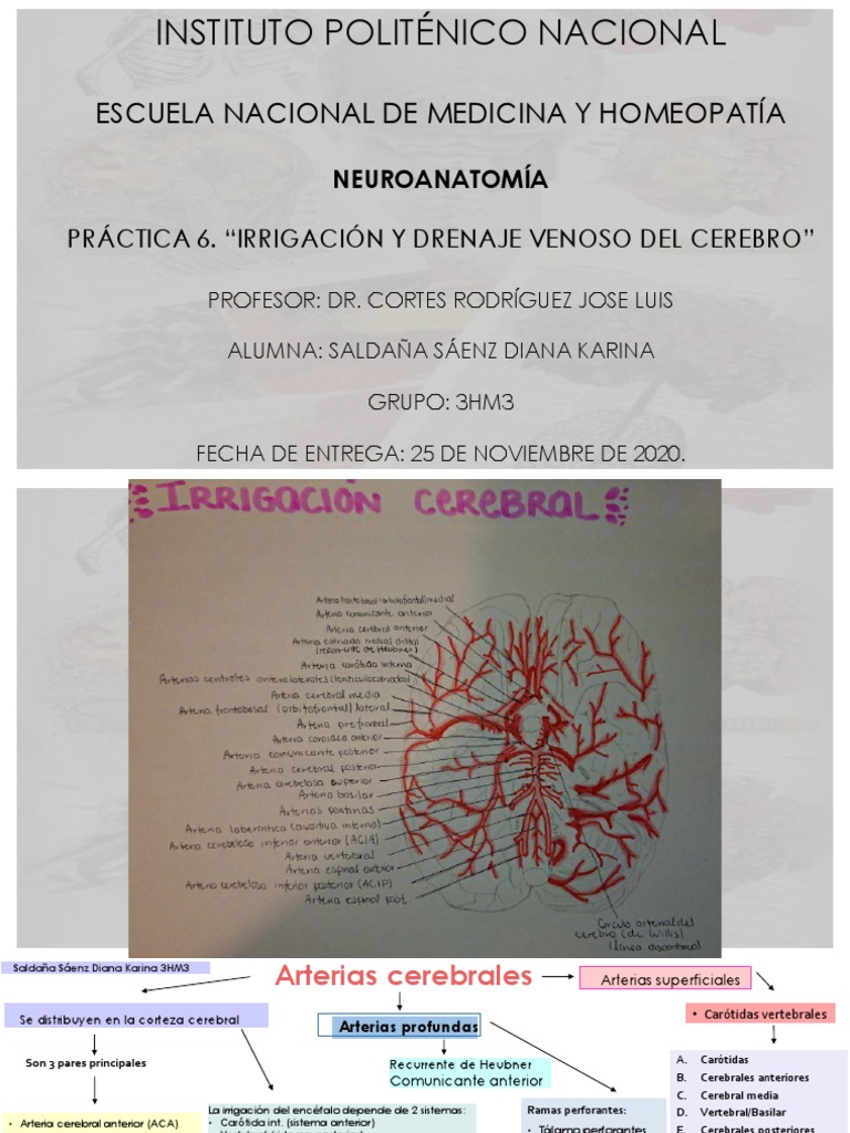 Irrigación y Drenaje v. Cerebro PDF | PDF | Cerebro | Anatomía humana