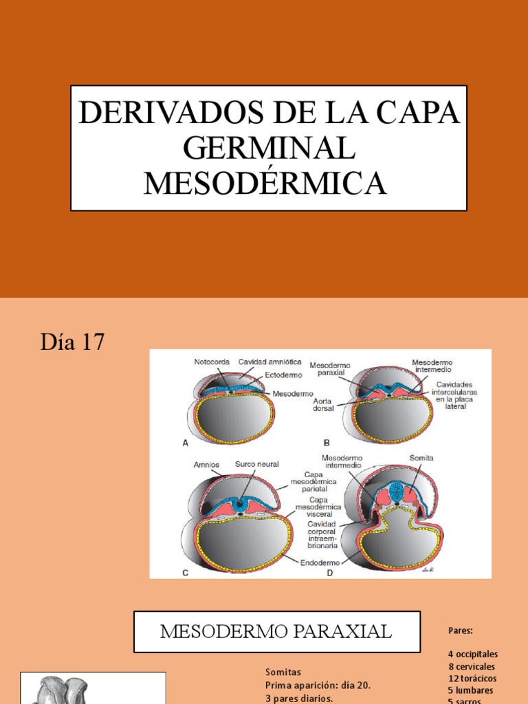Derivados de La Capa Germinal Mesodérmica | PDF