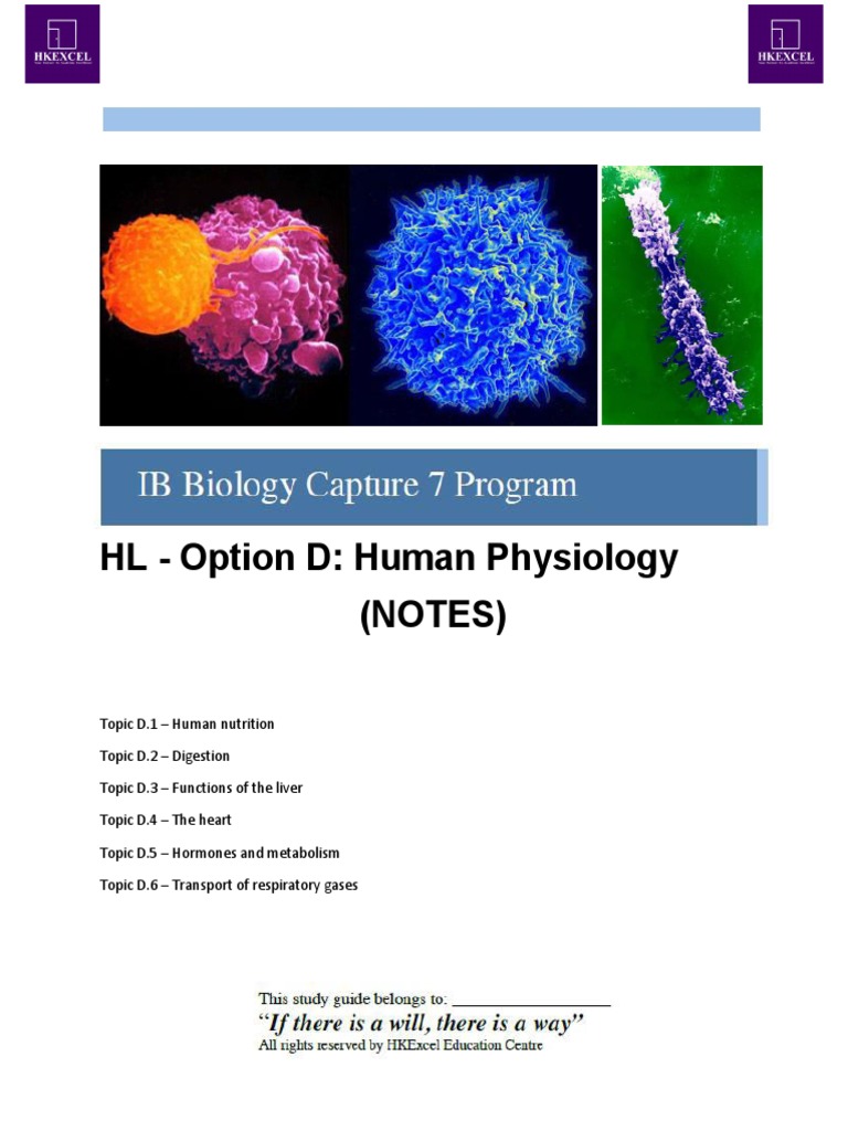 HL Biology Option D: Human Physiology | PDF | Atrium (Heart) | Hemoglobin