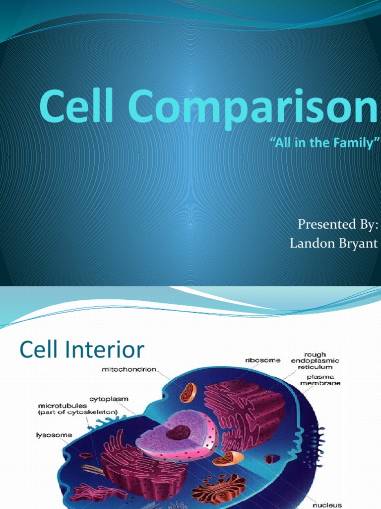 Cell Comparison: "All in The Family" | PDF | Chloroplast | Vacuole