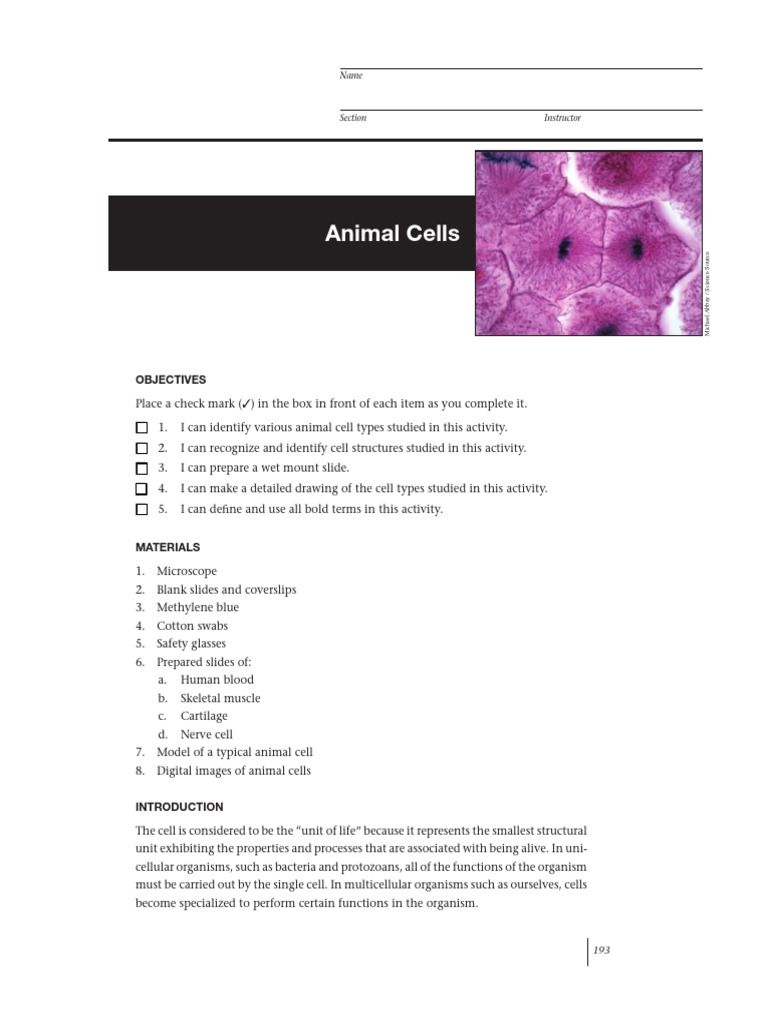 Animal Cells Lab Activity | PDF | Skeleton | Cell (Biology)