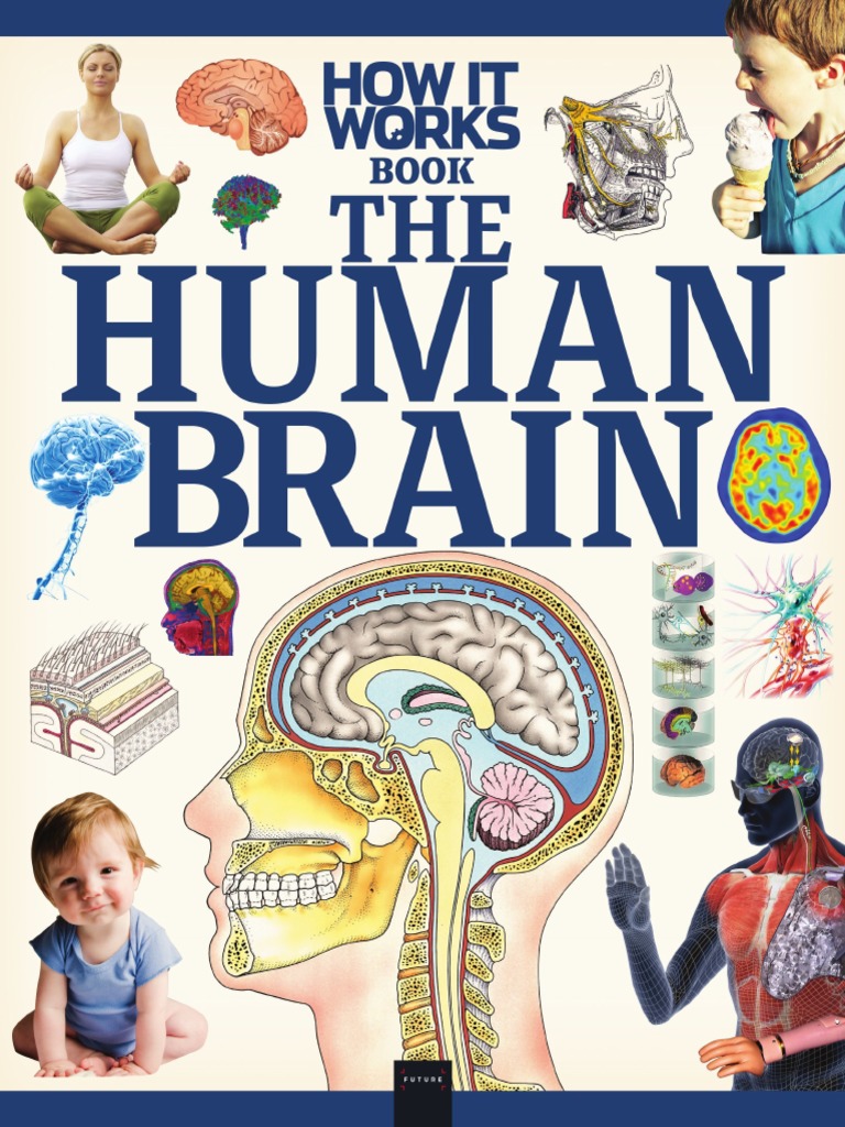How It Works The Human Brain | PDF