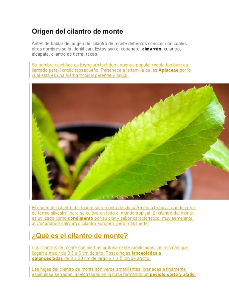 Cilantro de Monte | PDF | Cilantro | Alimentos