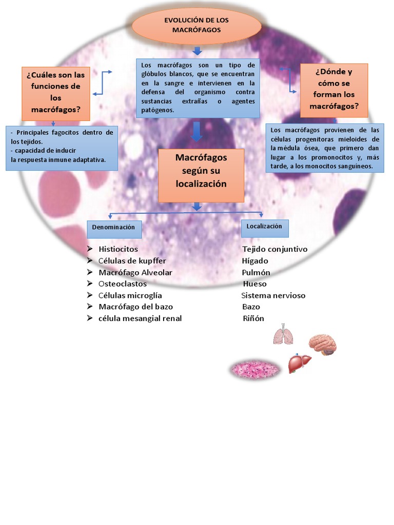 Evolucion de Los Macrofagos PDF | PDF