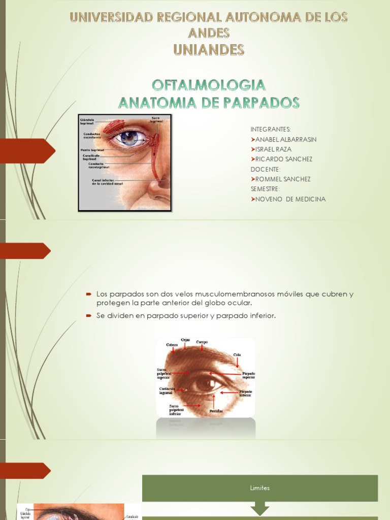 Anatomía y estructura de los parpados | PDF | Músculo | Córnea