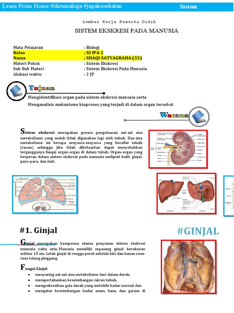 LKPD Sistem Ekskresi 01 | PDF
