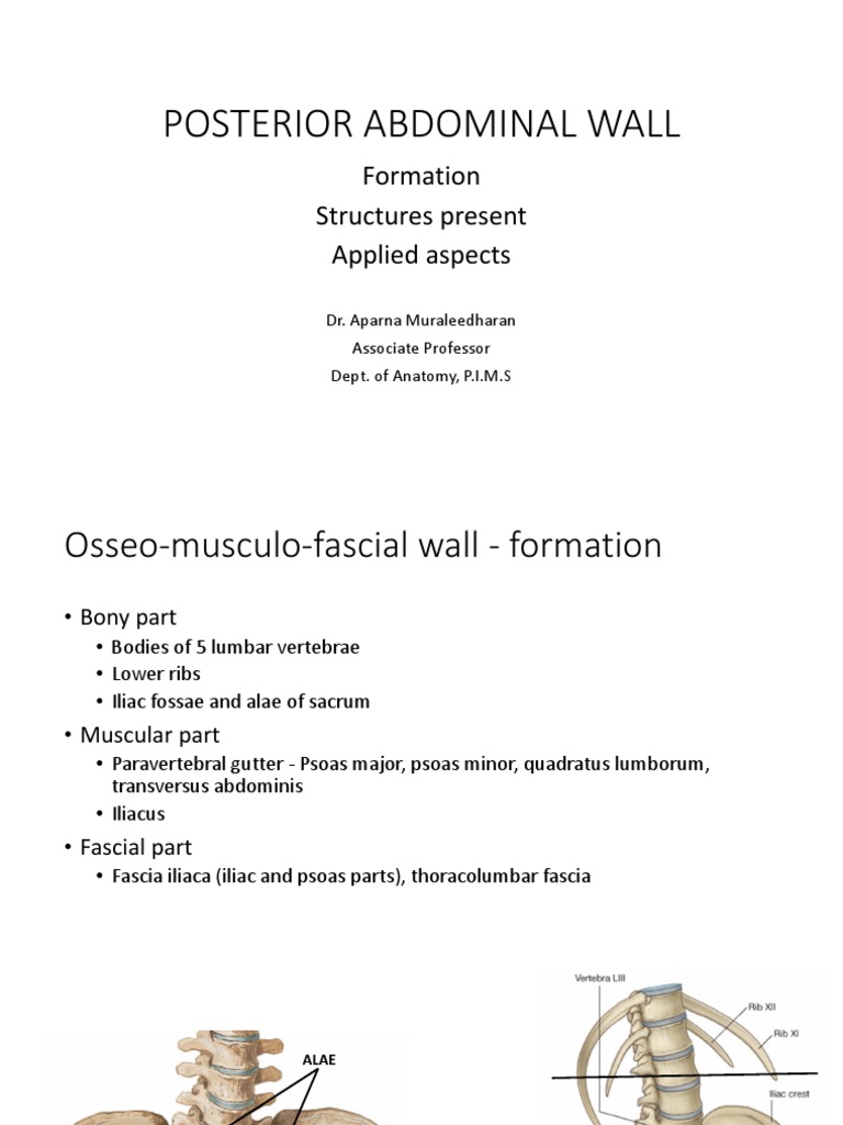 Posterior Abdominal Wall | PDF | Vertebral Column | Aorta