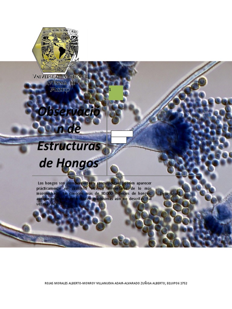 2752-P1H-Observación de Estructuras de Hongos | PDF | Aspergilo | Hongo