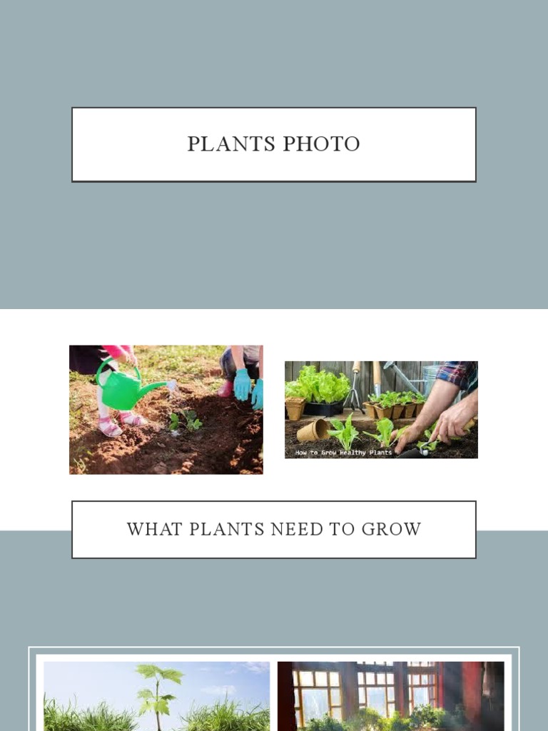 Plant | PDF