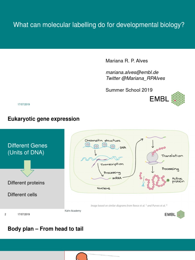 Title What Can Molecular Labelling Do For Developmental Biology? | PDF ...