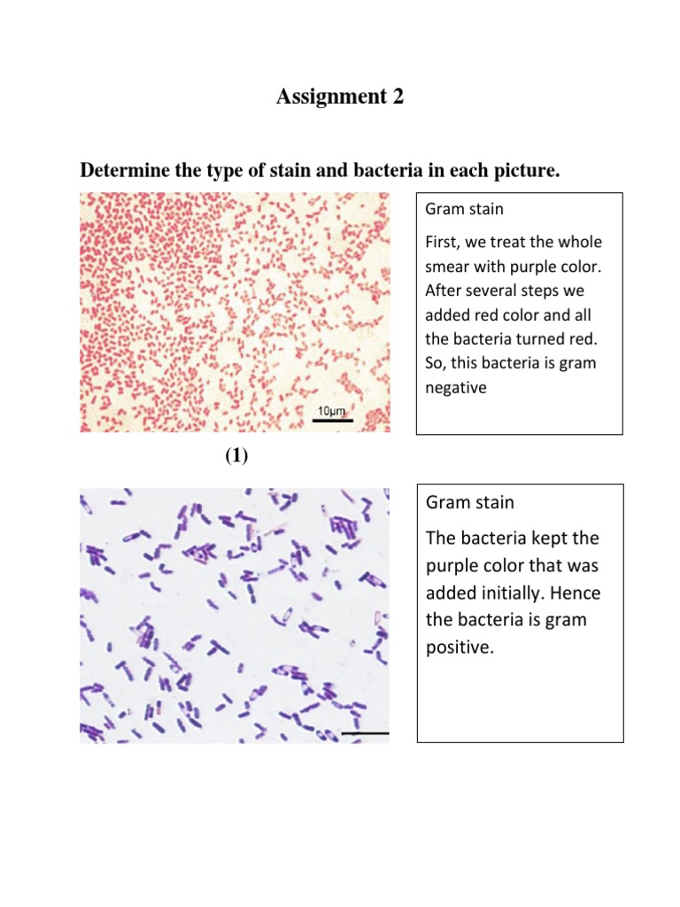 Assignment 2 Microbiology PDF | PDF