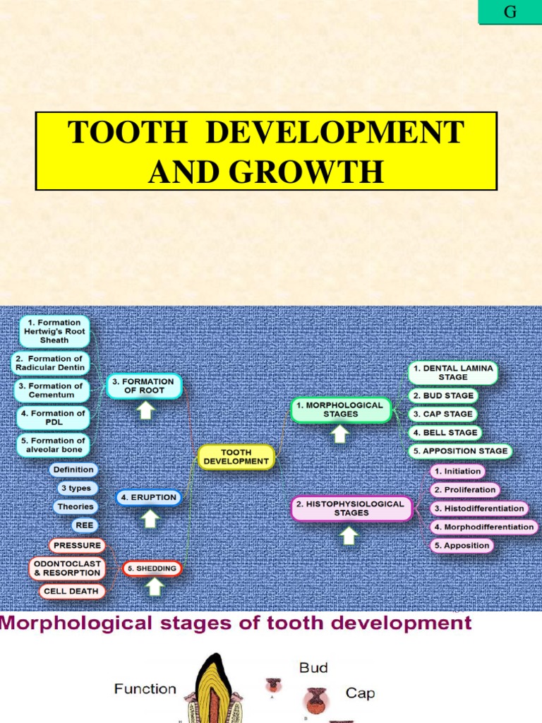 1 Tooth Development | PDF | Human Tooth | Tooth Enamel