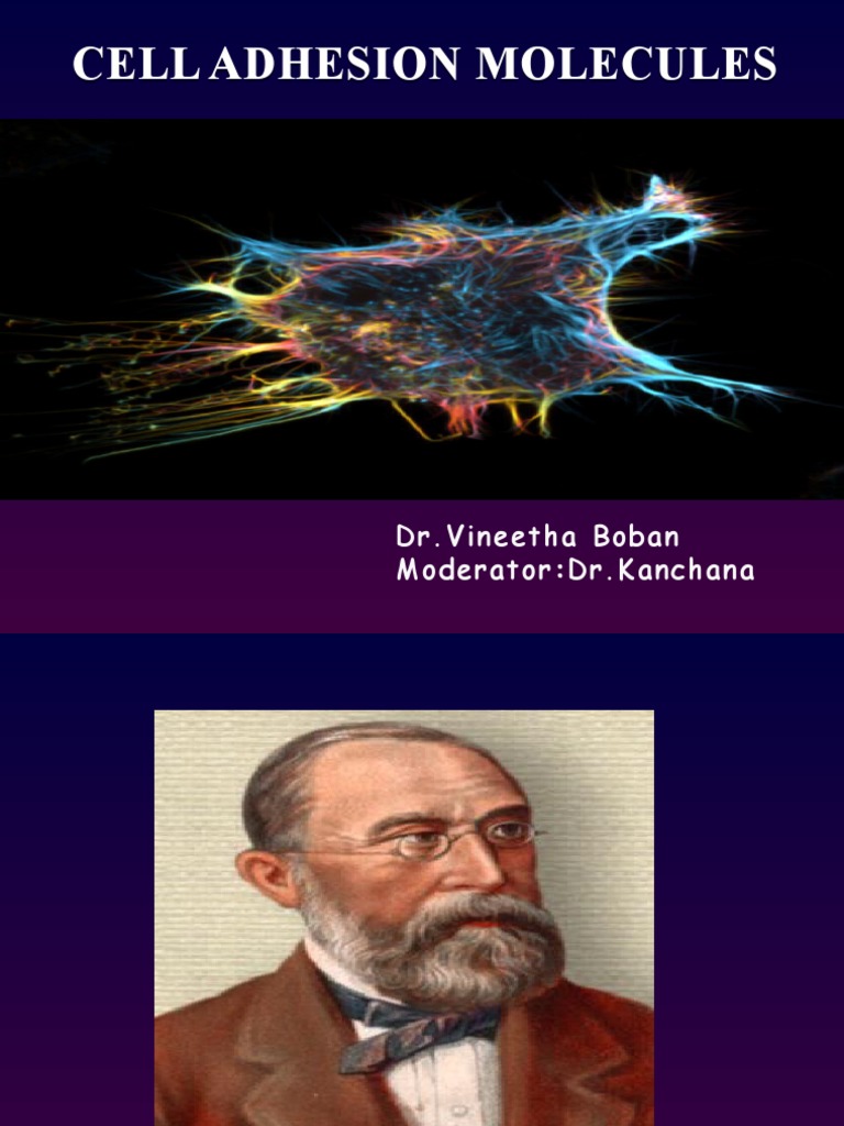 Cell Adhesion Molecules | PDF | Cell Adhesion | Integrin