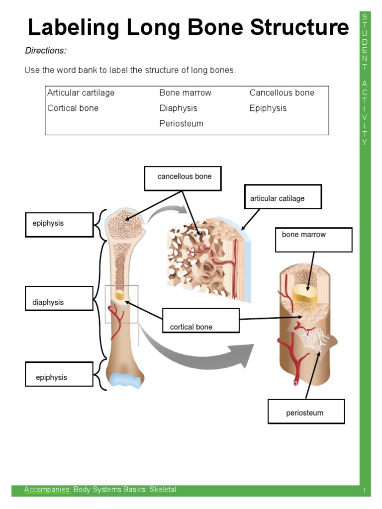 Labeling Long Bones | PDF