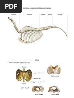 Ángulo de Louis | PDF | Tórax | Anatomía humana