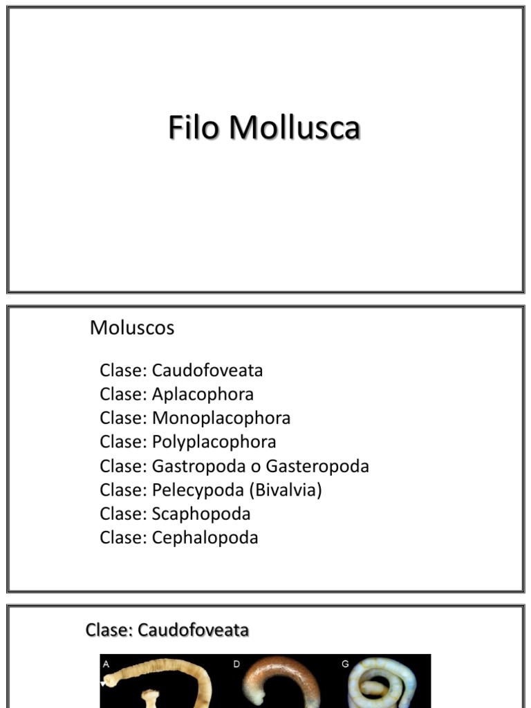 Lab Mollusca PDF | PDF