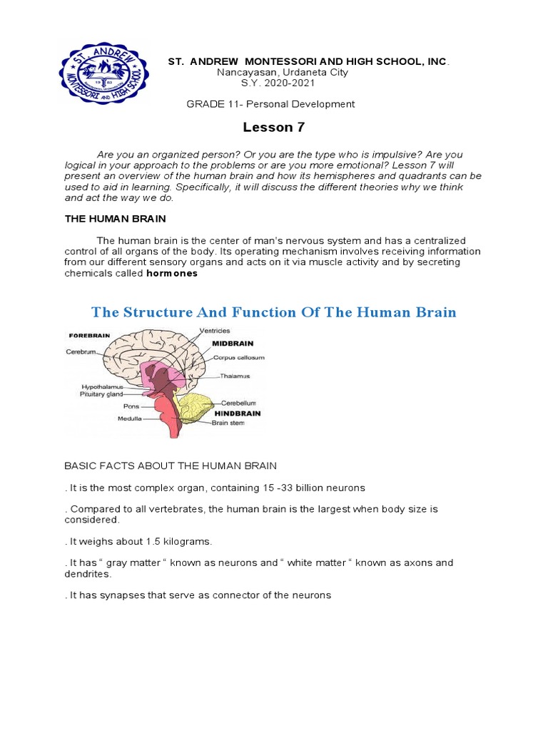 Organized Guide to the Human Brain | PDF