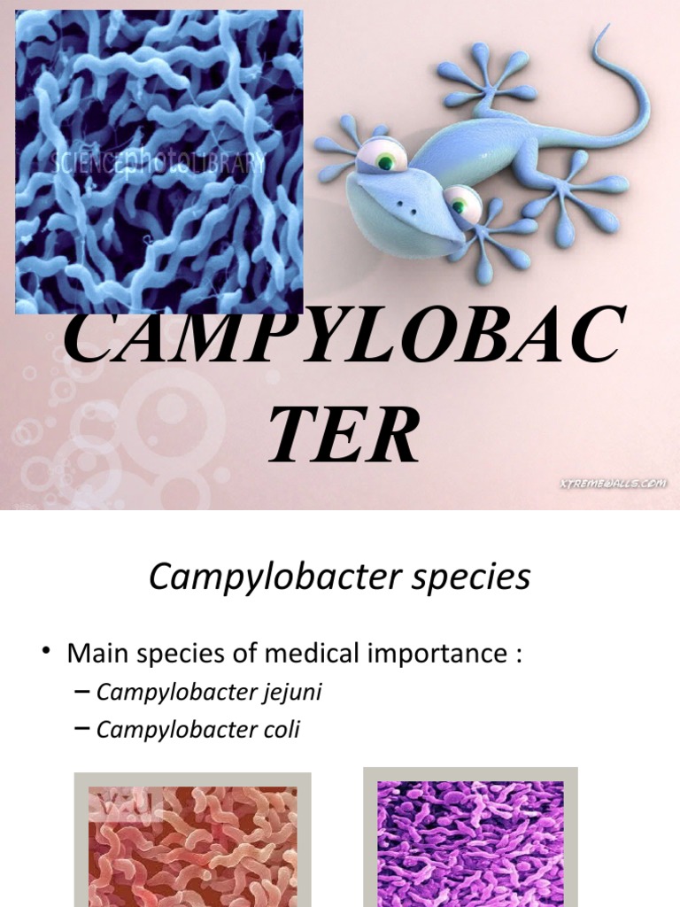 Lec 12campylobacter SPP | PDF | Microbiology | Retrovirus