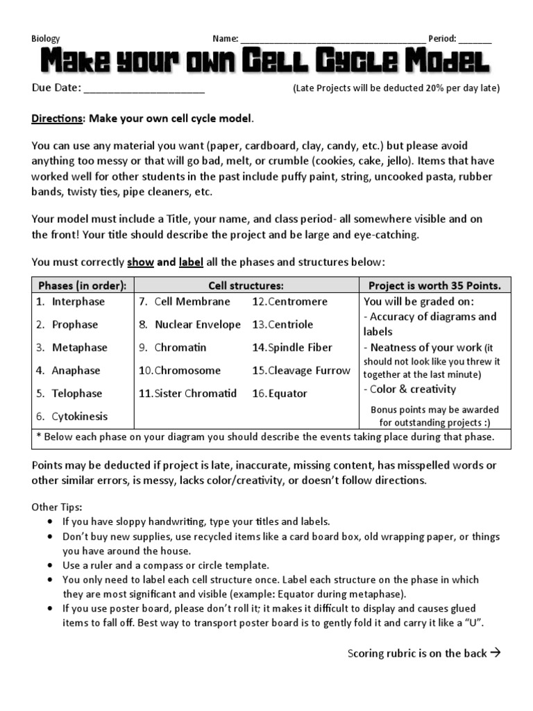 Make Your Own Cell Cycle Model | Download Free PDF | Mitosis | Cell Anatomy