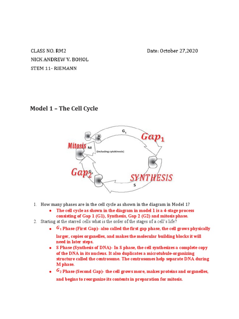 How Many Phases Are in The Cell Cycle As Shown in The Diagram in Model ...