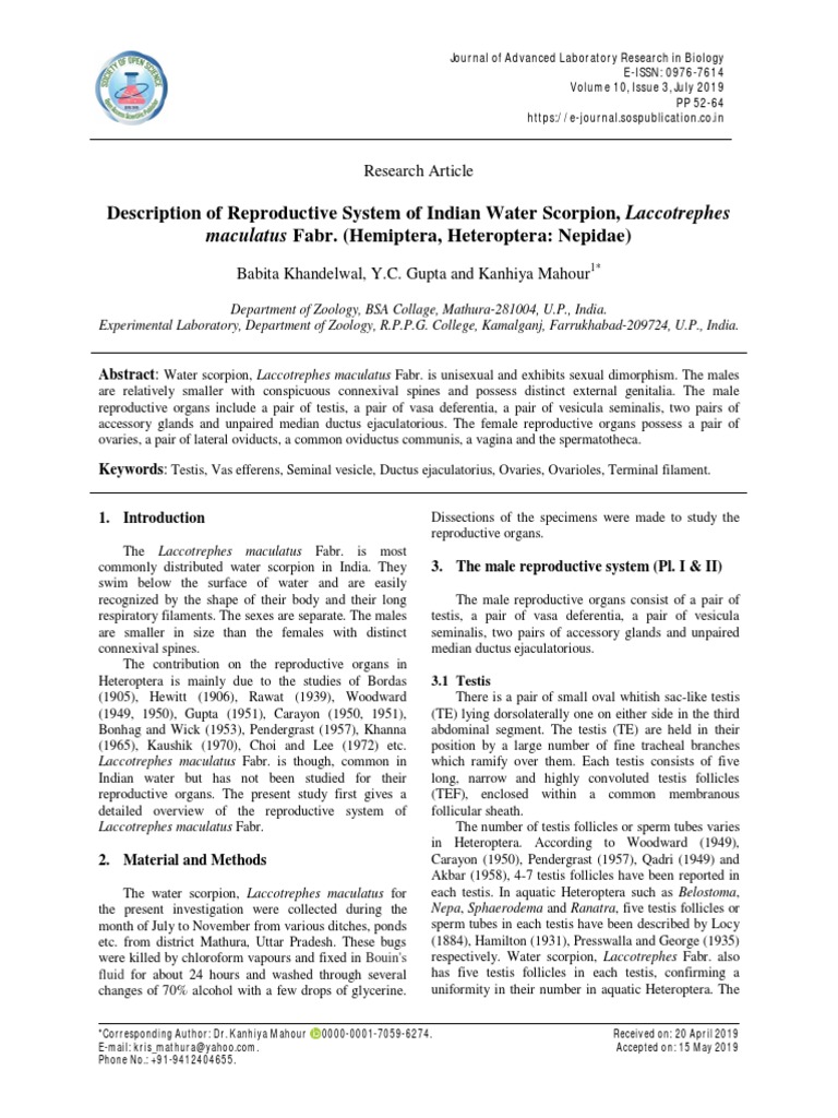 Description of Reproductive System of Indian Water Scorpion ...