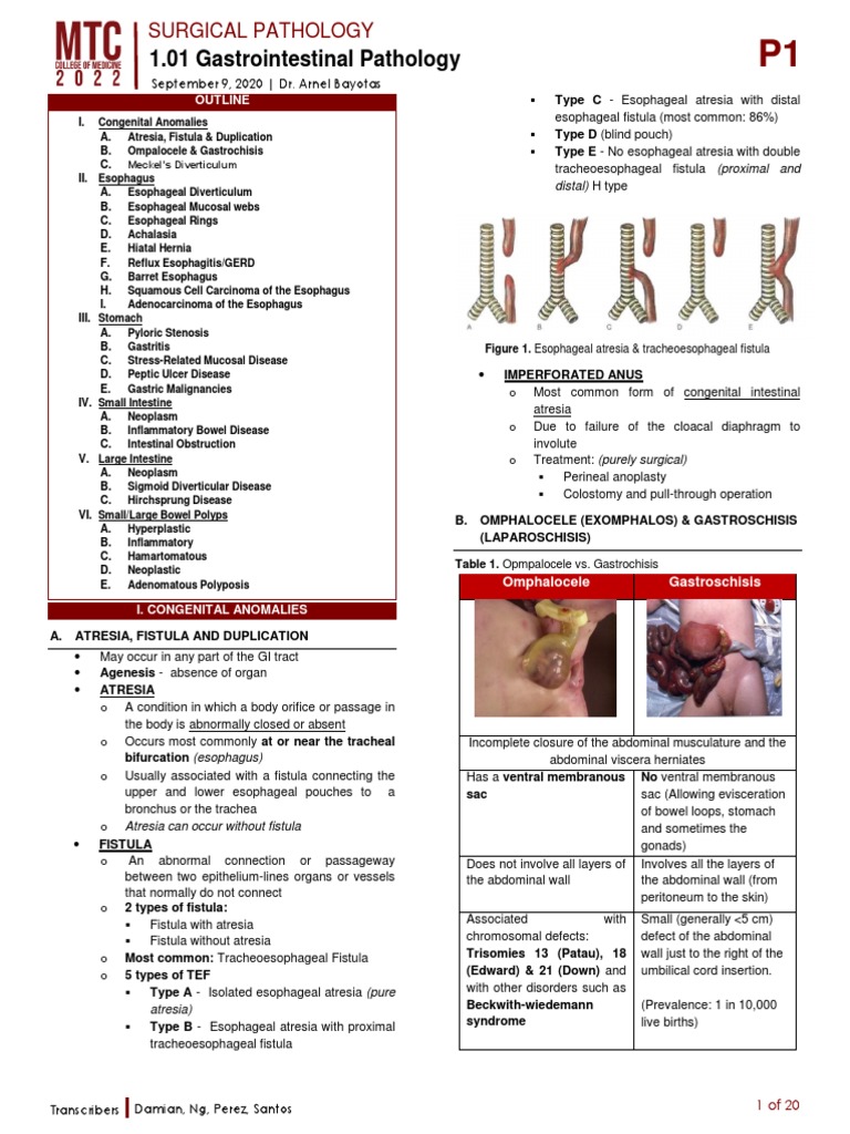 Esophageal Pathology Overview | PDF | Esophagus | Esophageal Cancer