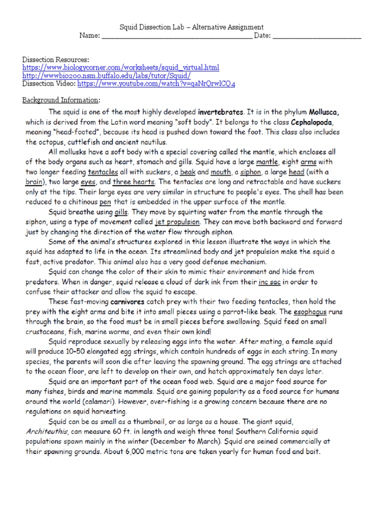 Virtual Squid Dissection Lab | PDF