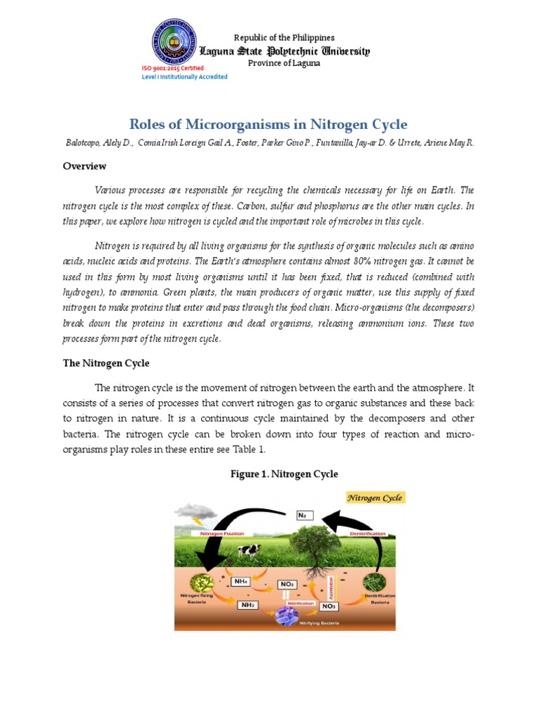 Nitrogen Cycle | PDF | Nitrogen | Nitrite