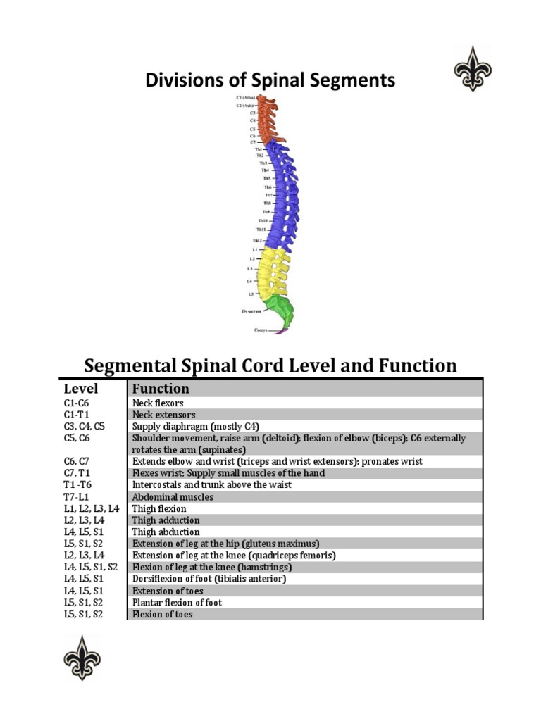 13 Divisions of Spinal Segments | PDF