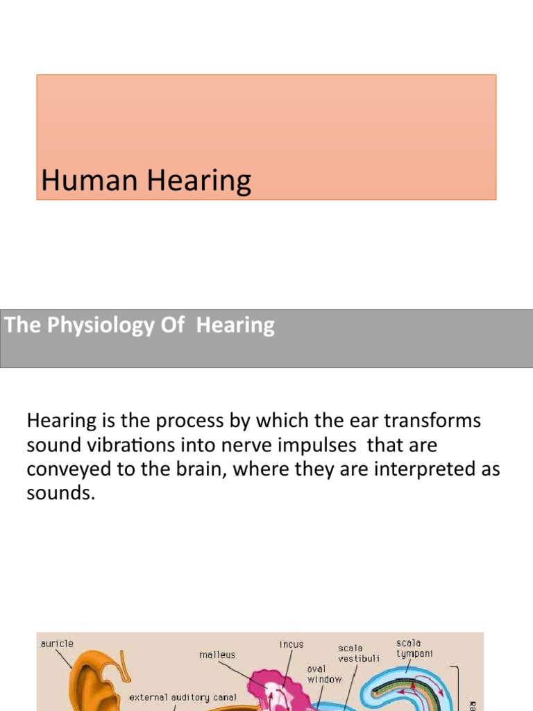 The Human Ear | PDF | Sound | Hearing