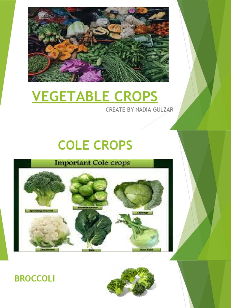 Vegetable Crops: Create by Nadia Gulzar | PDF | Cucurbita | Cabbage