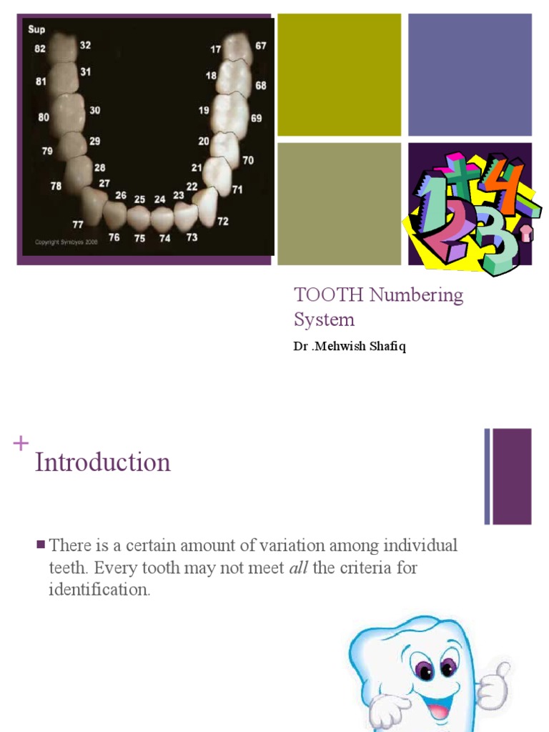 Tooth Numbering Systems Explained | PDF | Human Anatomy | Face