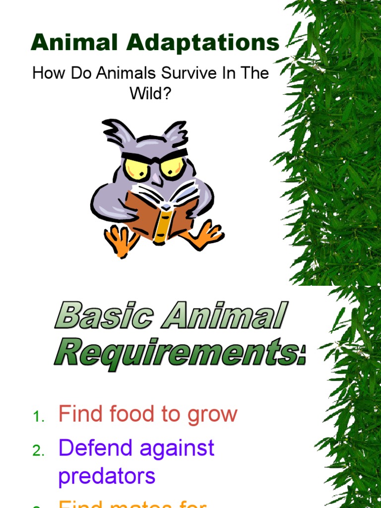 Animal Adaptations How Do Animals Survive In The Wild Pdf