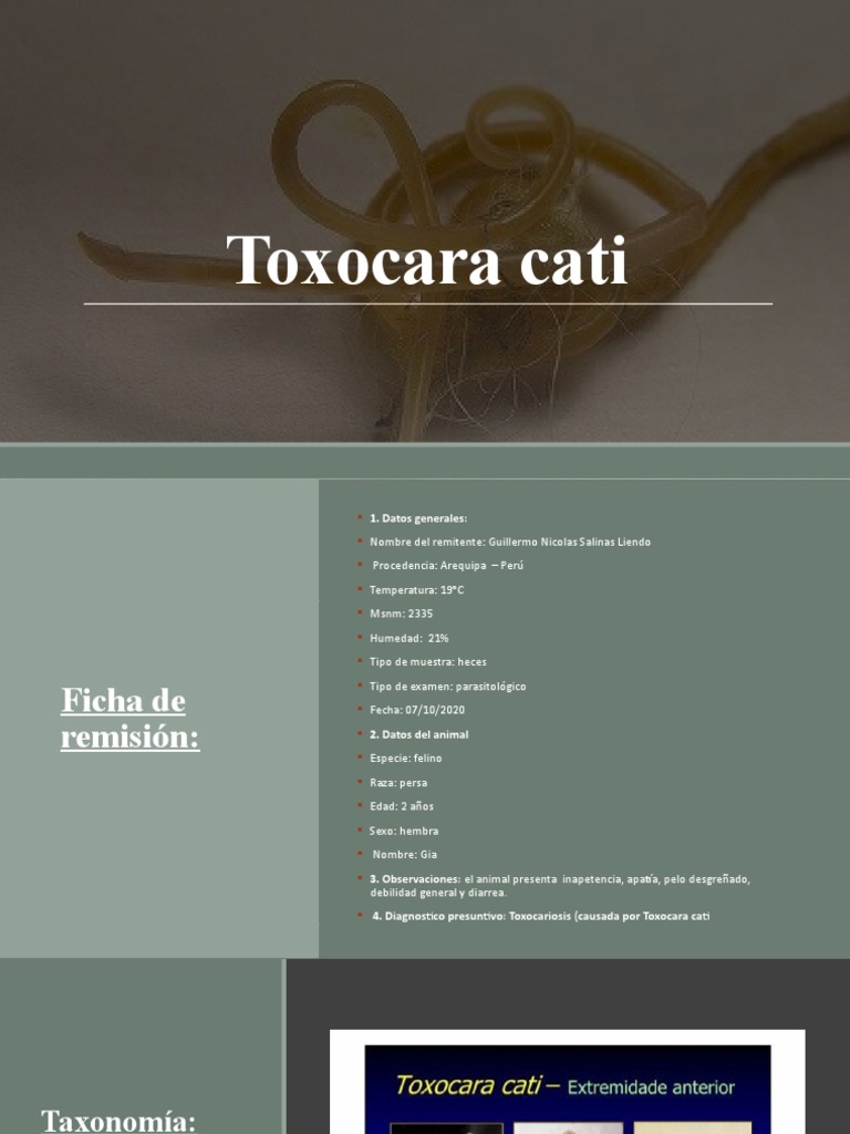 Toxocara cati: Parásito en gatos persas | PDF | Nematodo | Gatos