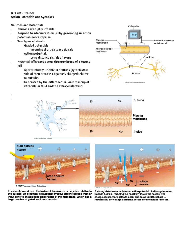 Action Potentials and Synapses Handouts | PDF | Action Potential | Chemical Synapse