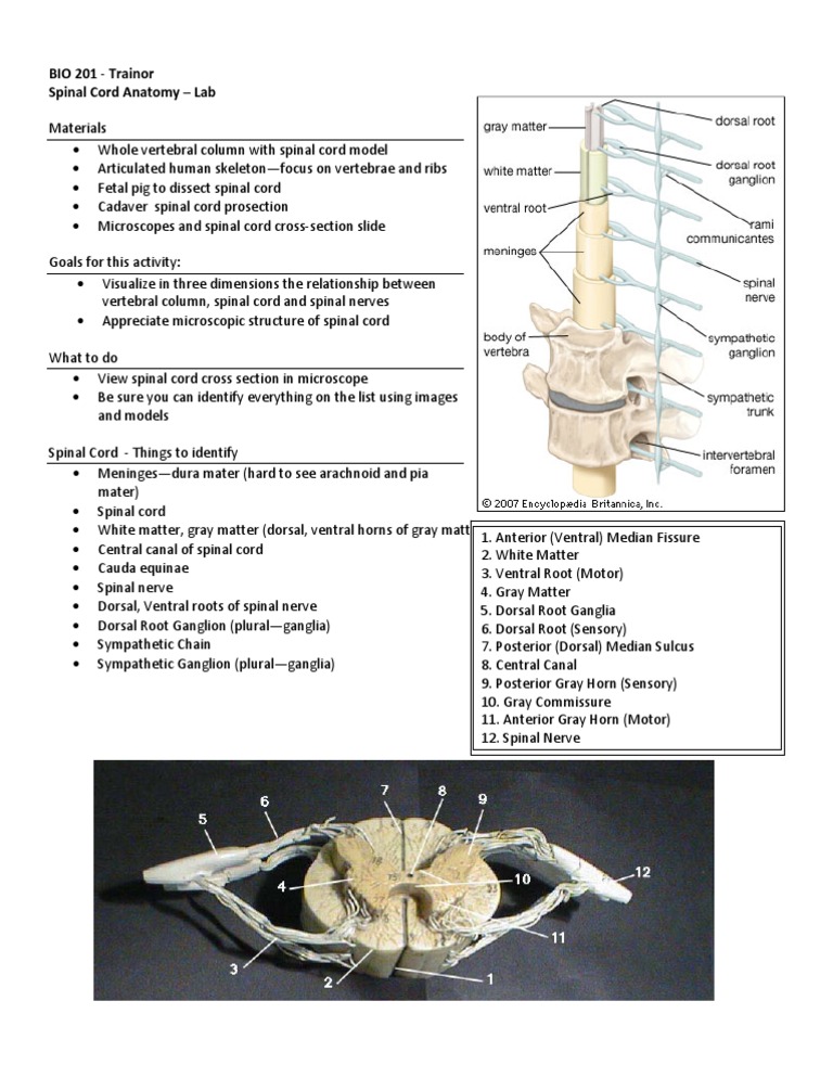 Spinal Cord Lab Sp11 | PDF